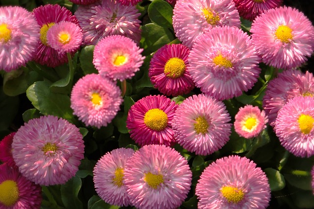 bellis kvetina - Pěstujeme